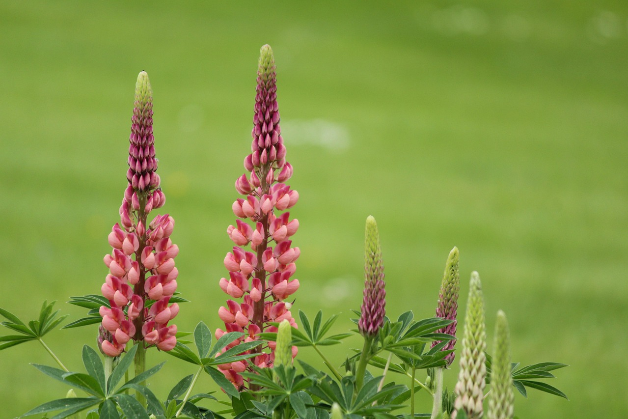 Lupine flowers care guide | HappySprout